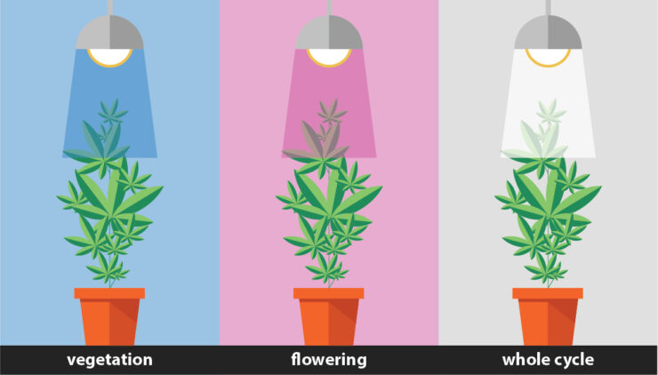 All You Need to Know About LED Lights for Cannabis Cultivation